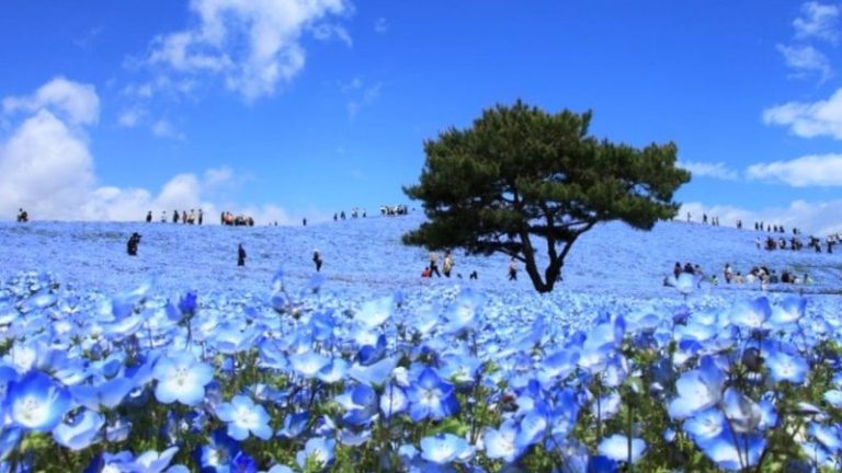 2024 Ranking of the Charms of Japan's 47 Prefectures - Japan RAR