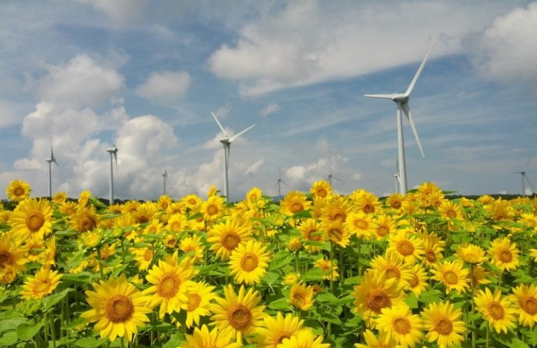 10 Hidden Windmill Gems in Japan: A Stunning Blend of Flower Fields and ...